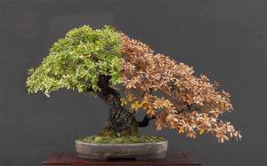 Is Your Bonsai Tree Dying? - The Bonsai Master