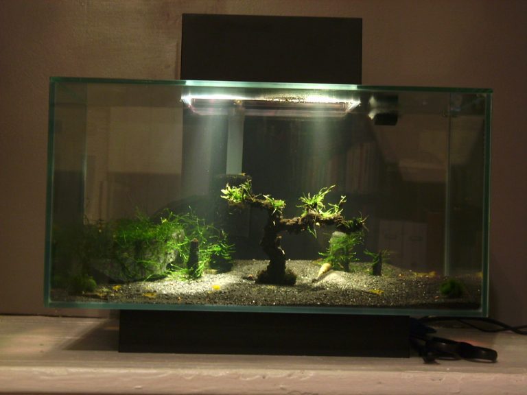 Aqua Bonsai Growing - The Bonsai Master