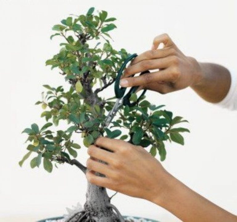 Pruning Bonsai: The Ultimate Guide [2021] - The Bonsai Master