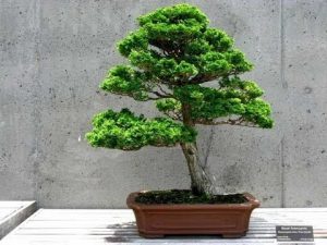 Care Guide For Pine Bonsai [2021] - The Bonsai Master