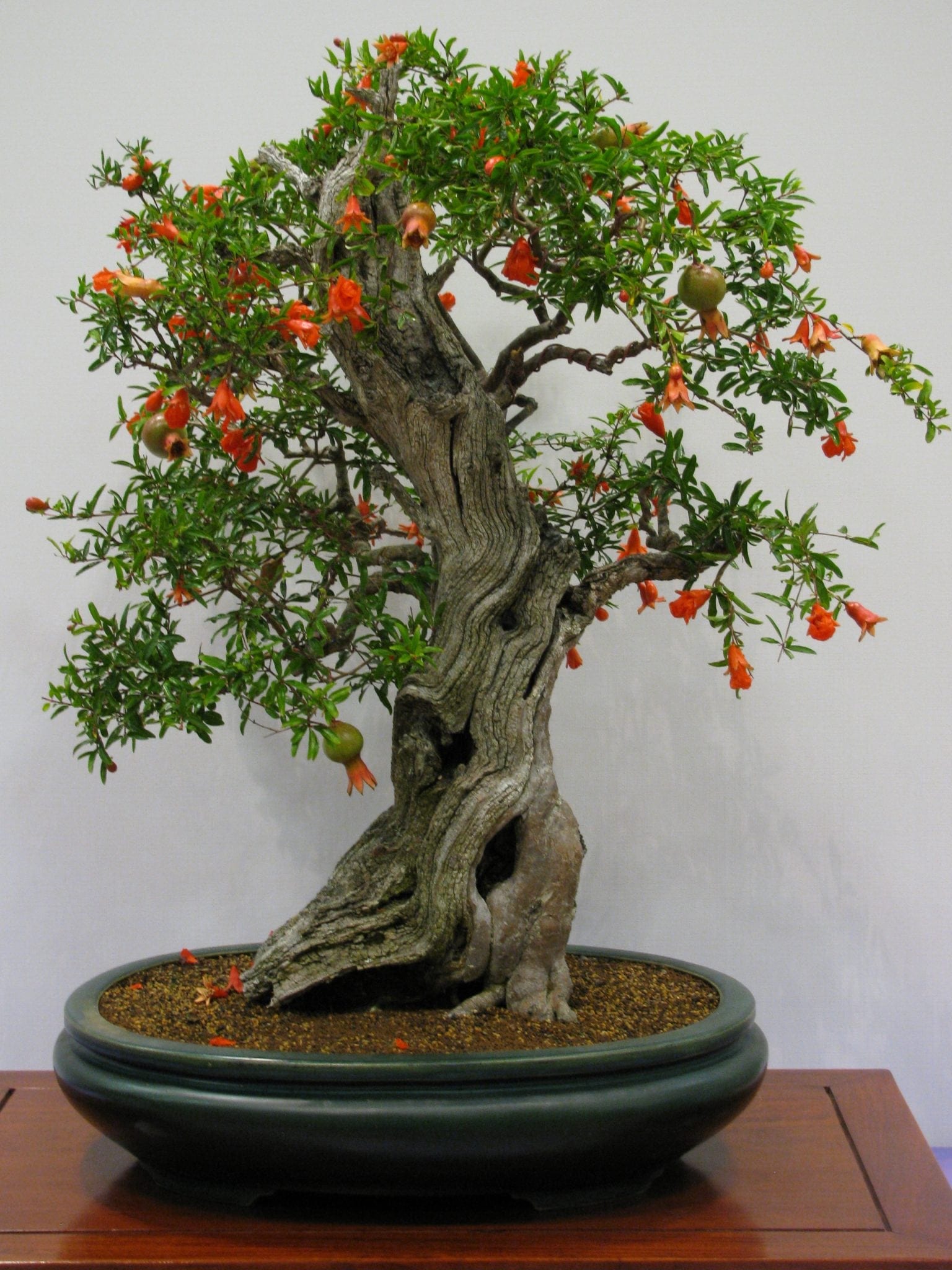 Bonsai Types - The Bonsai Master
