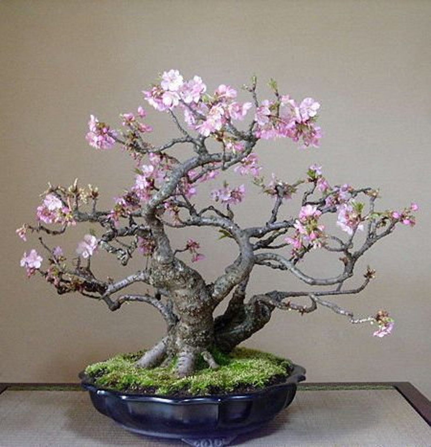 The Bonsai Master | Best Bonsai Trees For Beginners Site