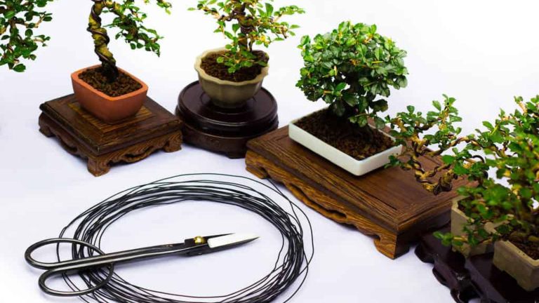 How Long Do You Leave Wire On A Bonsai Tree? - The Bonsai Master