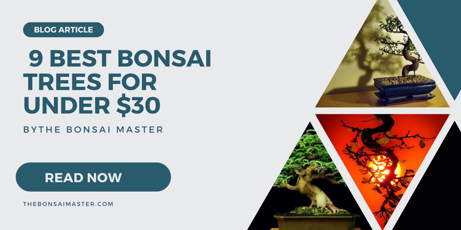 9 Best Bonsai Trees Under $30 - The Bonsai Master