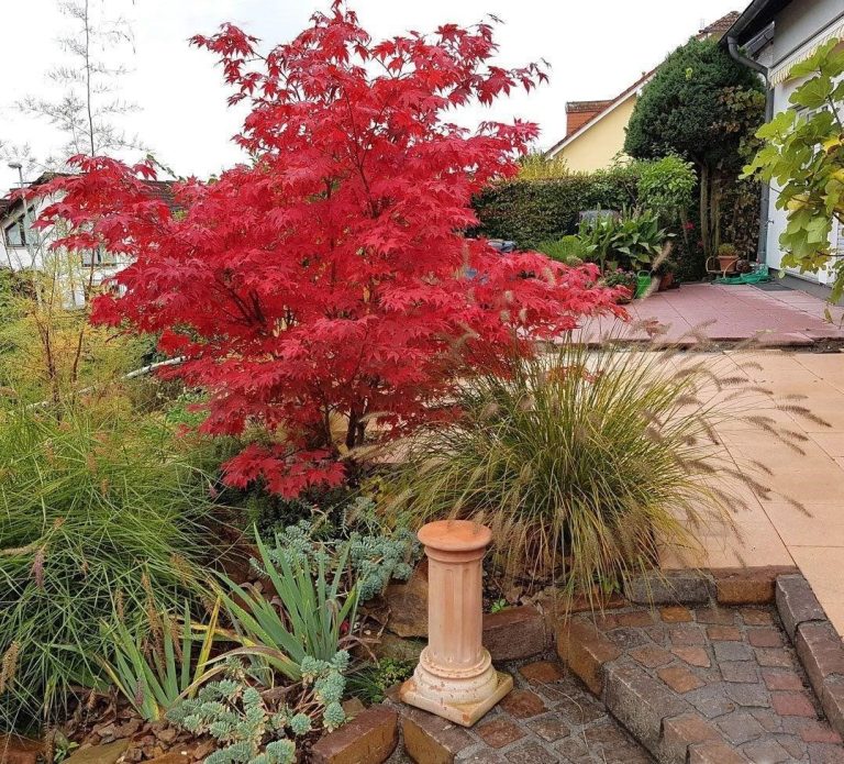 Fertilizing A Japanese Maple Acer Palmatum